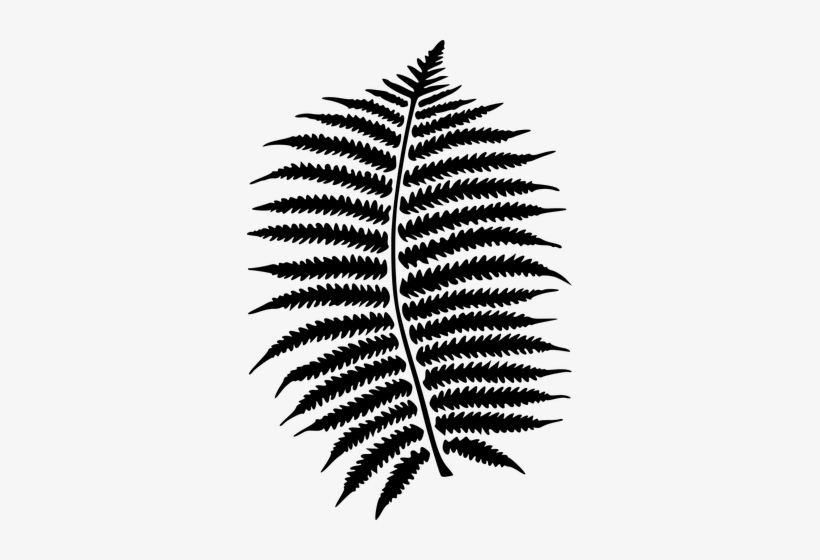Download Transparent Jungle Vector Ferns - Fern Png - PNGkit