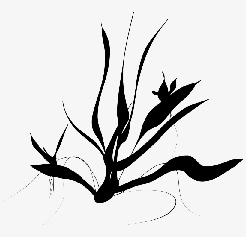 Java Ferns Png Images 600 X - 600x534 PNG Download - PNGkit