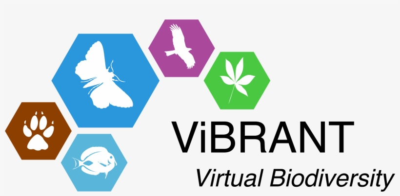 Vibrant Logo Black Text Medium - Vibrant Logo - 6350x2794 PNG Download ...