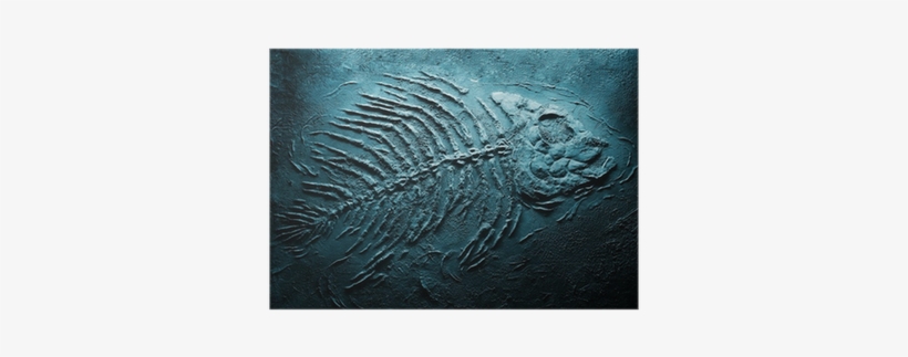 Closeup Of Big Fish Skeleton Fossils On Bottom Of Sea - Fossil ...