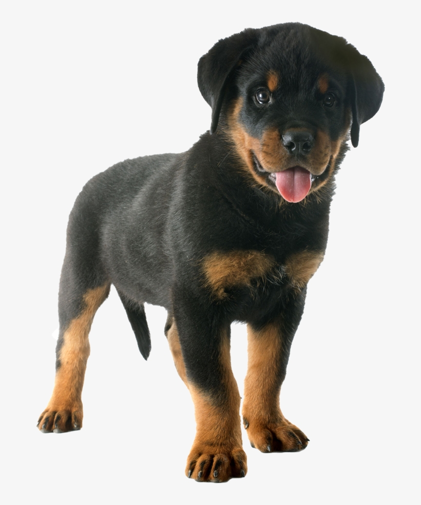 Rottweiler - 1024x1024 PNG Download - PNGkit