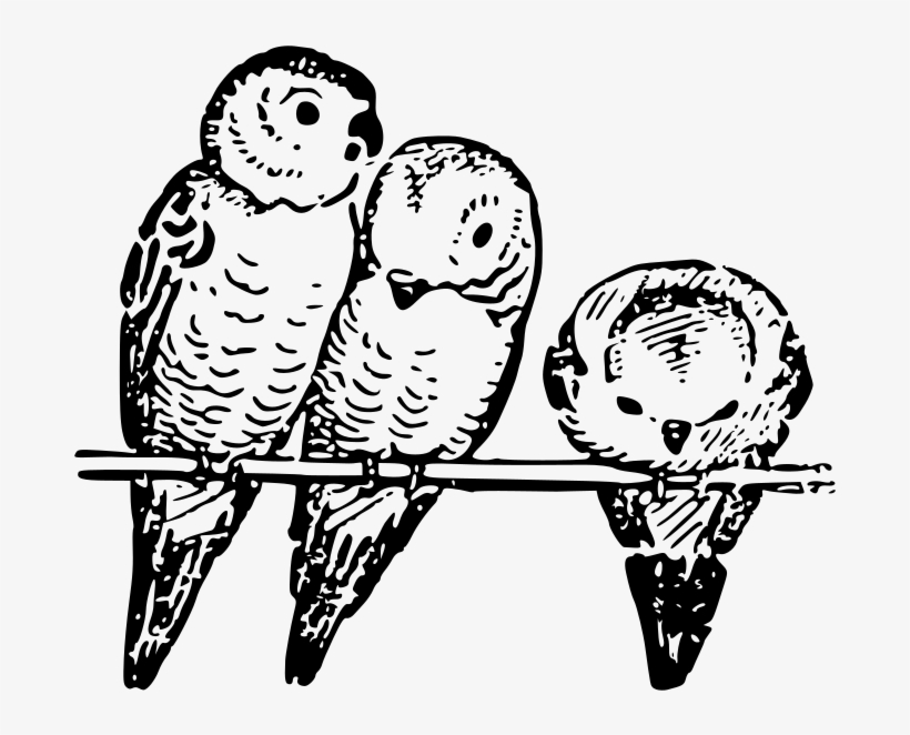 Lutz Parakeets Outline - Budgie Clip Art - 800x695 PNG Download - PNGkit