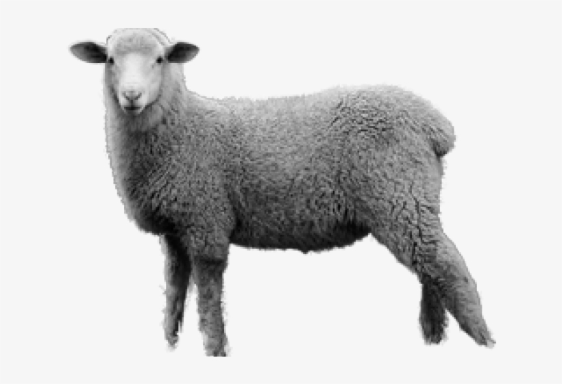 Sheep Png Transparent Images - Sheep - 640x480 PNG Download - PNGkit