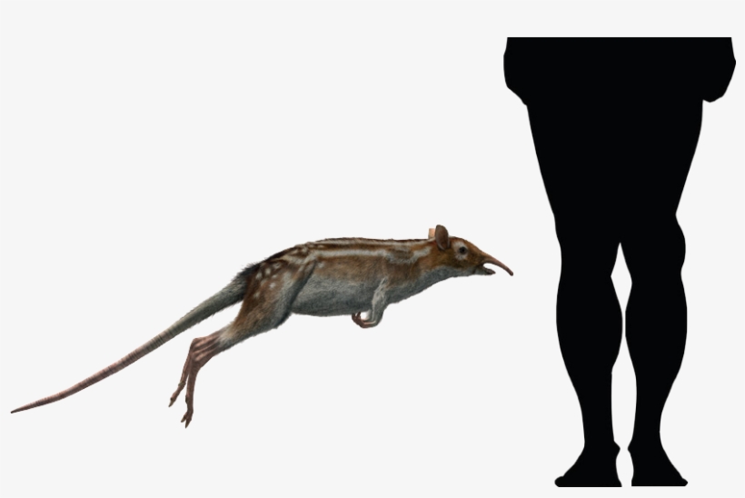 Leptictidium Auderiense - Leptictidium - 858x541 PNG Download - PNGkit