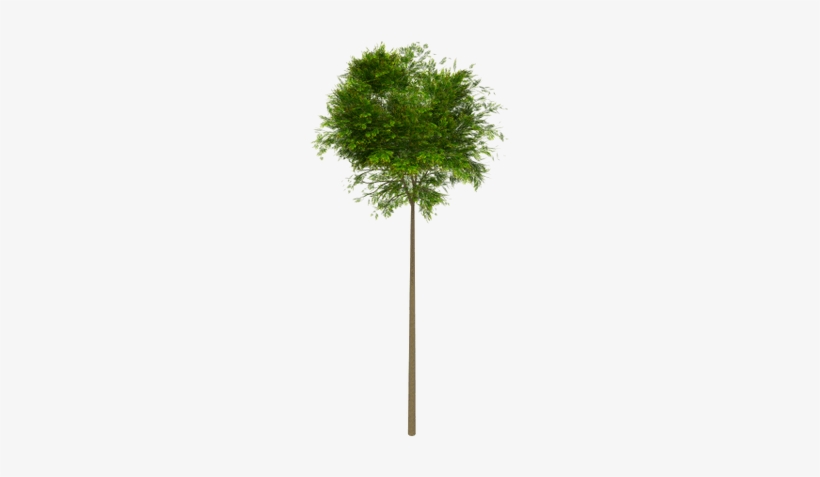 Tree High Leaves - High Trees Png - 400x400 PNG Download - PNGkit