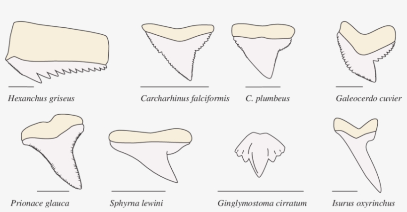 Carnivore Teeth Diagram Clipart