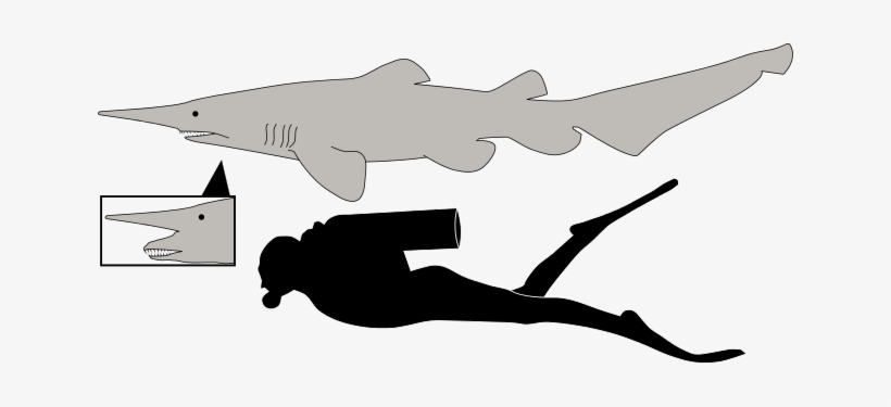 Diagram Of A Goblin Shark With Jaws In Normal And Extended - Goblin ...