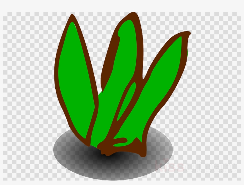 Download Transparent Seaweeds Cartoons Png Clipart Seaweed Aquatic ...