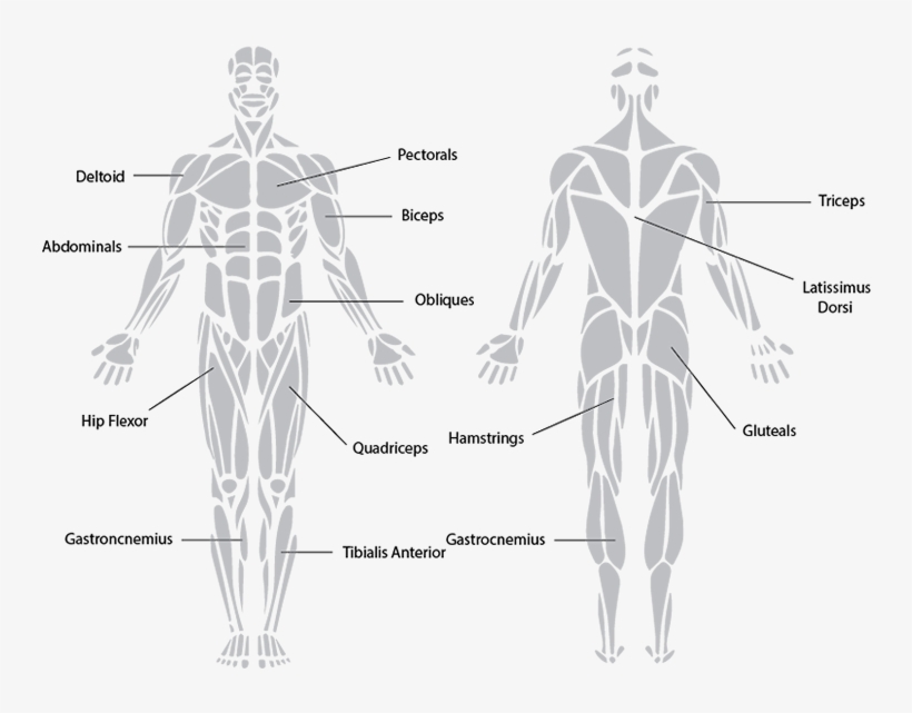Antagonistic Muscle Action - Best Exercise Targeting Each Muscle Group ...