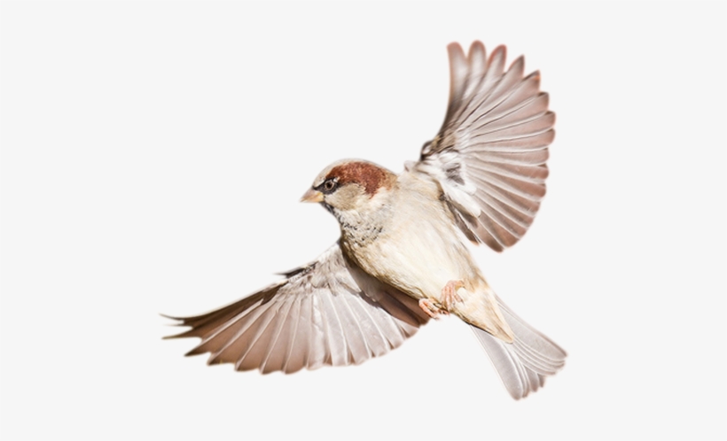 Birds Png Hd - Sparrow Transparent - 473x418 PNG Download - PNGkit