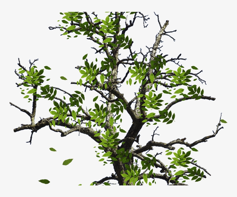 Download Transparent Tree With Green Leaves Isolated Object Png - Tree ...
