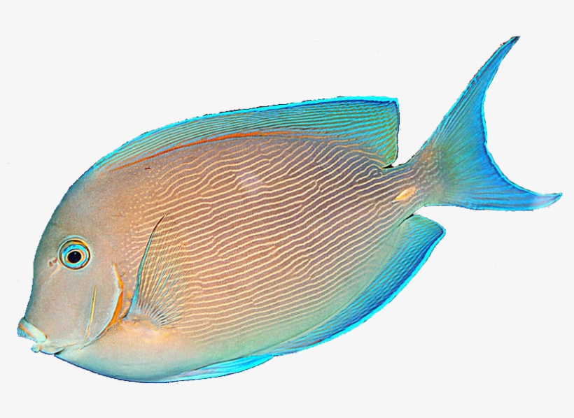 Tropical Fish Png - Tropical Fish No Background - 807x518 PNG Download ...