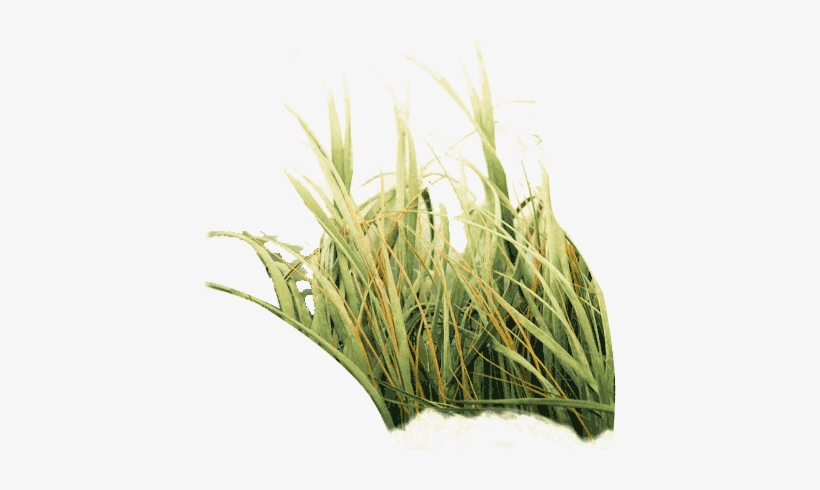Photo Of Tall - Bruised Reed He Will Not Break - 419x409 PNG Download ...