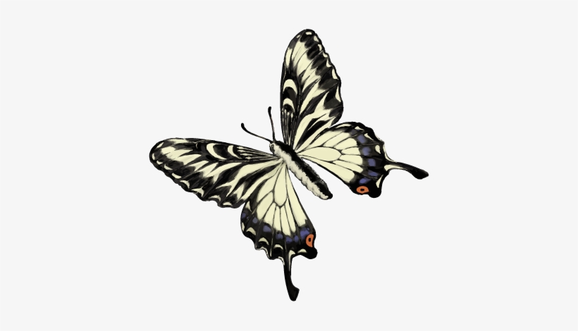 201601 Swallowtail Butterfly - Swallowtail Butterfly Png - 400x390 PNG ...