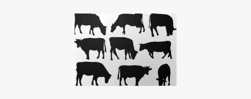 Nine Cows Silhouettes Isolated On White Poster • Pixers® - Cow ...