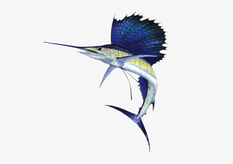 Sailfish 2 L - Sailfish Png - 669x821 PNG Download - PNGkit