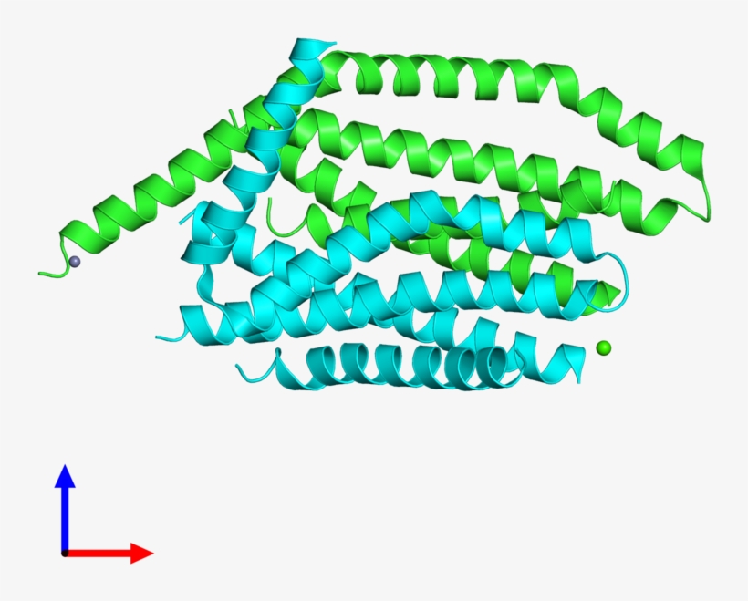 Pdb 4hks Coloured By Chain And Viewed From The Front - Graphic Design ...