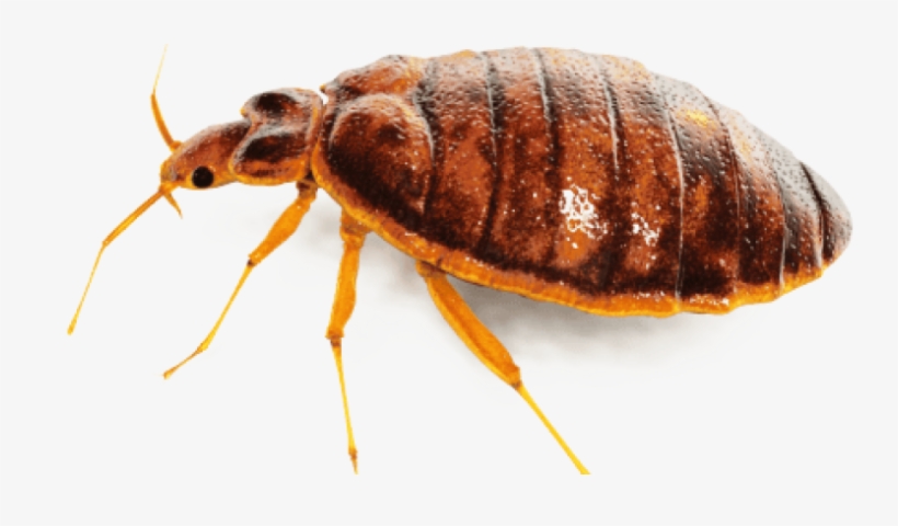 Download Transparent Pest Png - Bed Bug Images Png - PNGkit