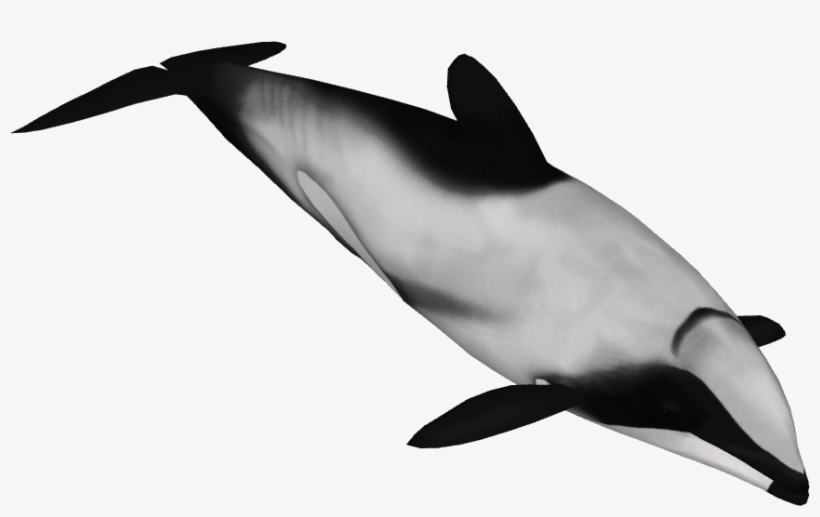 Hector's Dolphin 2 - Hector Dolphin - 859x859 PNG Download - PNGkit