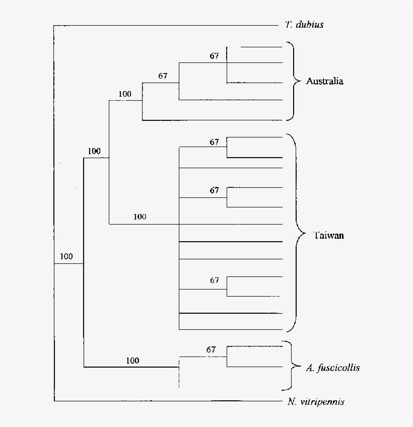 A Maximum-likelihood Consensus Bootstrap Tree Based - Diagram - 625x794 ...