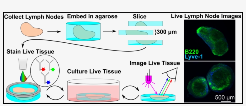 Slicestaining Revised Toc Figure - Diagram - 1000x385 PNG Download - PNGkit