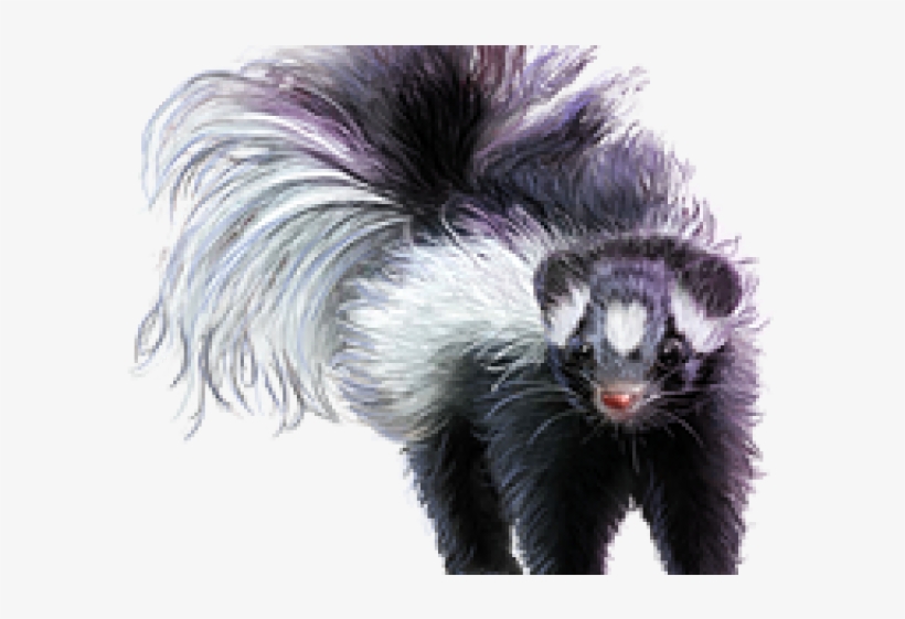 Skunk Png Transparent Images - Striped Skunk - 640x480 PNG Download ...