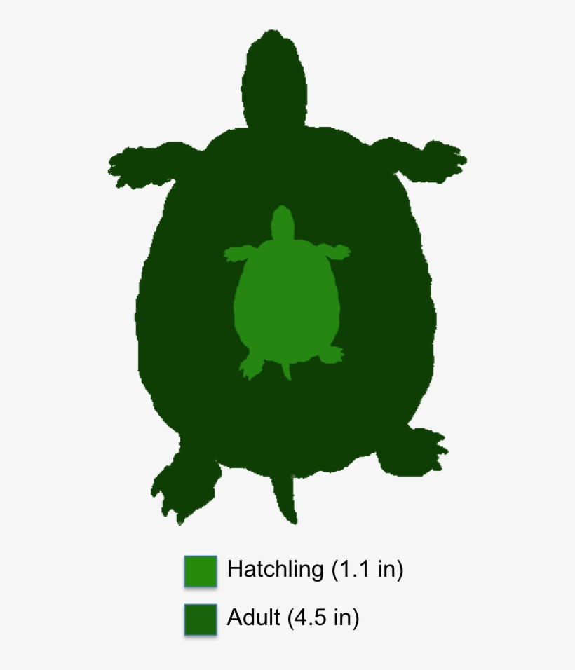 Clipart Turtle Spotted Turtle - Spotted Turtle Range - 521x877 PNG ...