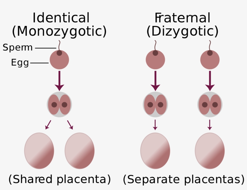 Open - Monozygotic And Dizygotic Twins - 2000x1376 PNG Download - PNGkit