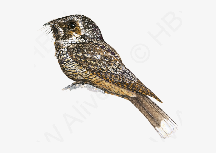 Download Transparent Cuban Nightjar - PNGkit