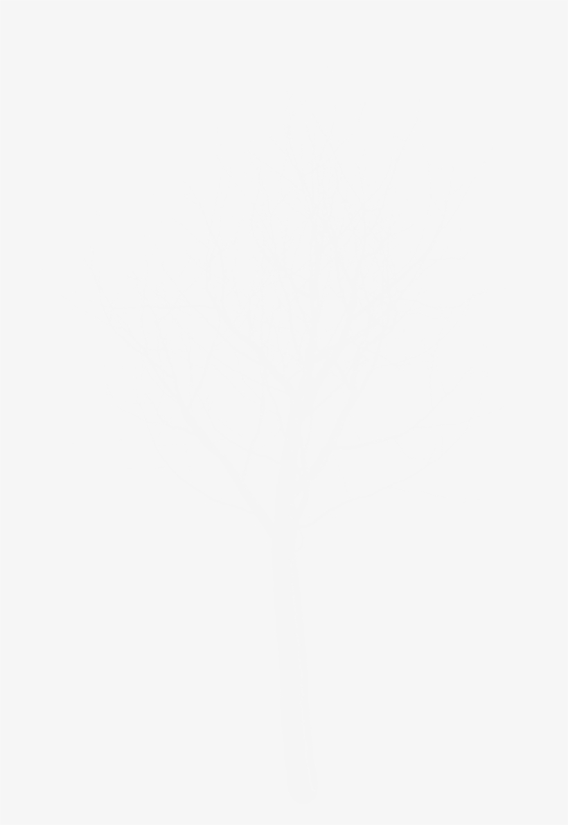 White Tree Png - 1862x2613 PNG Download - PNGkit