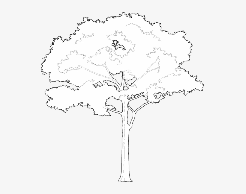 Download Transparent Proud And Tall Tree 2d Trees - White Tree Vector ...