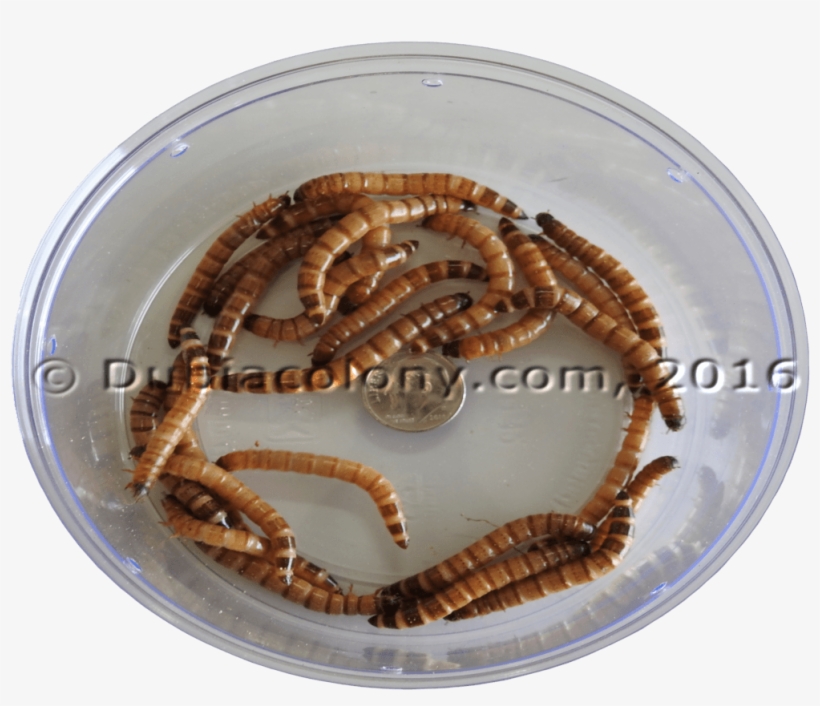 Super-worms - Superworm - 1021x820 PNG Download - PNGkit