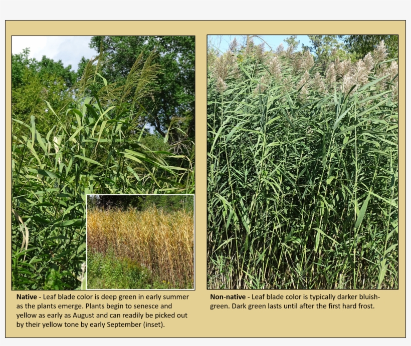 Leaf Blade Color - Common Reed - 1300x1033 PNG Download - PNGkit