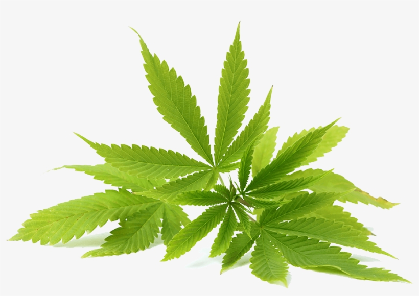 Weed.png - 1000x665 PNG Download - PNGkit