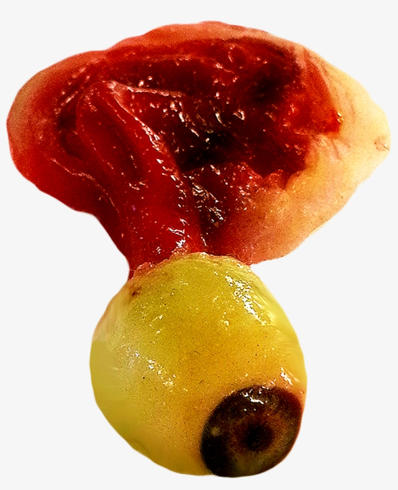 Zombie Eyeball Png - Human Eye - 1200x1200 PNG Download - PNGkit