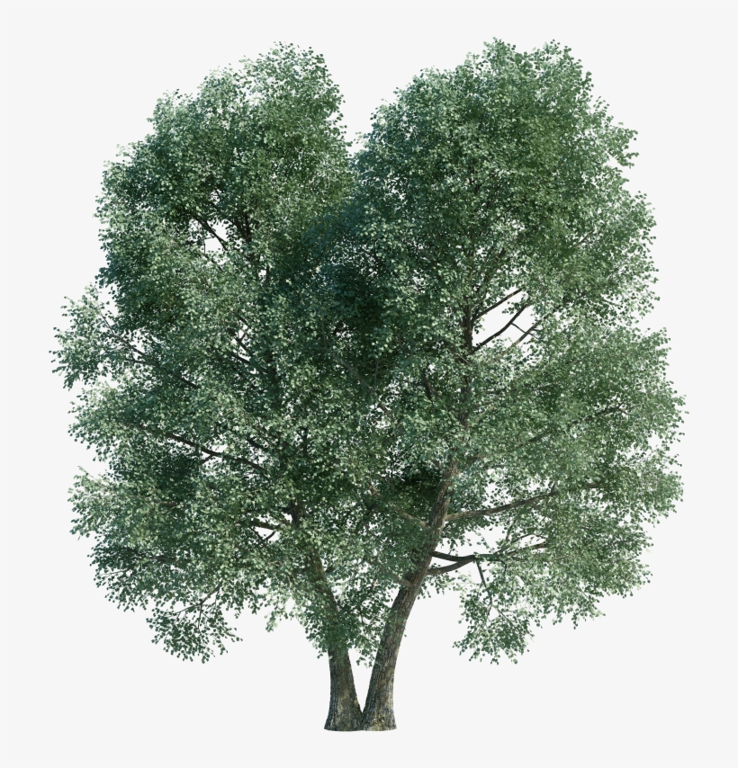 Tree - 1000x800 PNG Download - PNGkit