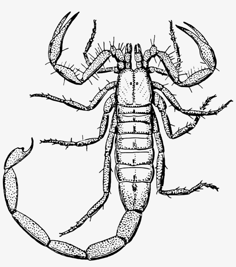 Scorpion Clip Art Crawling - Scorpion Clipart Black And White ...