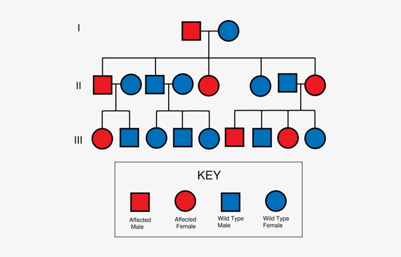 Autosomal Dominant Pedigree Chart - Pedigree Chart - 600x600 PNG ...