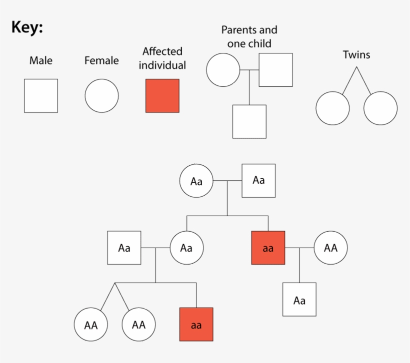 Mendelian Inheritance Read Biology - Diagram - 800x667 PNG Download ...