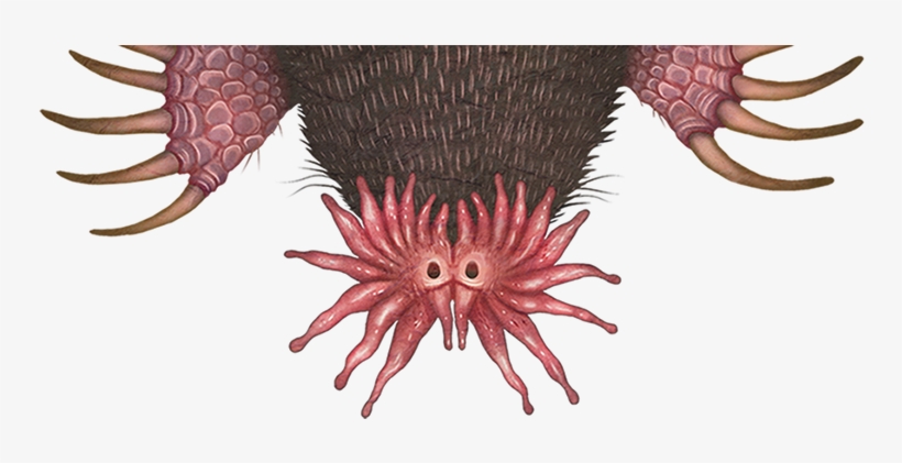 They Are Crazy Monster Diggers, Strange Burrowers Of - Star Nosed Mole ...