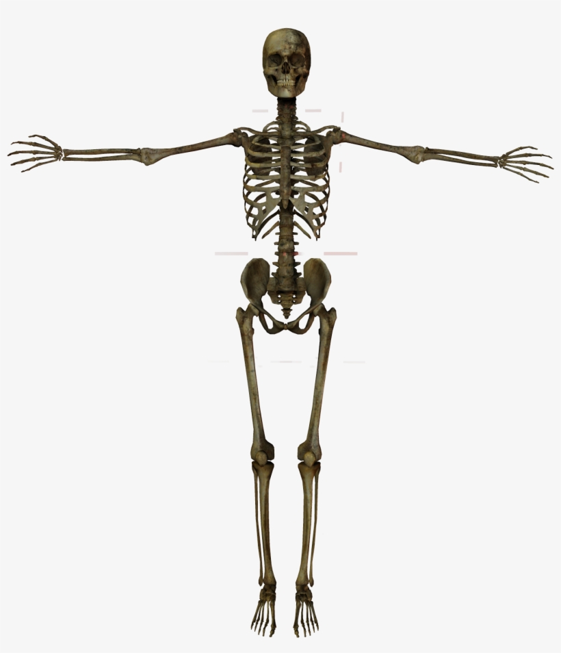 Related Wallpapers - Human Body Png Gif - 1450x1600 PNG Download - PNGkit