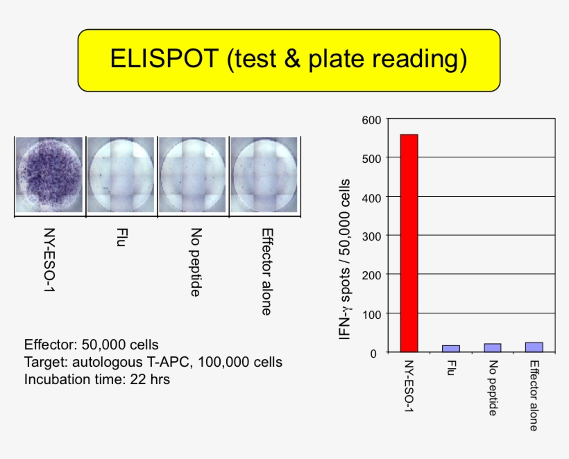 Iaf-elispot , - Enzyme Linked Immunospot Elispot - 782x602 PNG Download - PNGkit