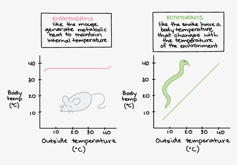 Endotherms Ectotherms Article Khan - Basal Metabolic Rate Vs Standard ...
