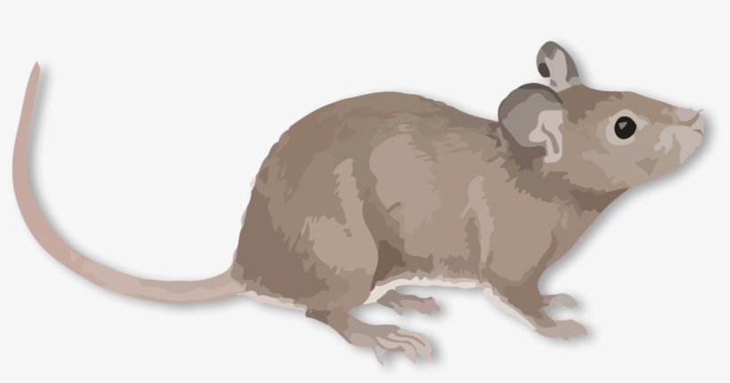 Background - Rat - 2560x1198 PNG Download - PNGkit