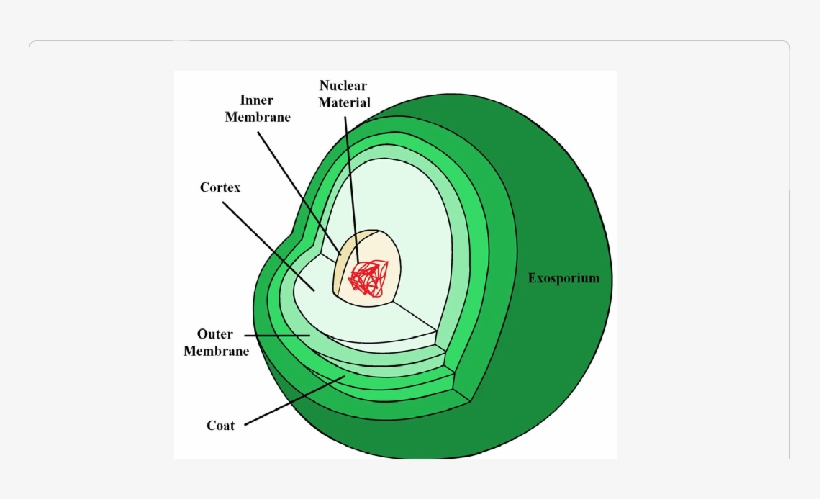 Download Transparent Bacterial Spore Structure - PNGkit