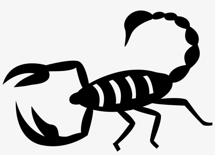 Vector Illustration Of Predatory Arachnid Scorpion - Stir Kreslený ...