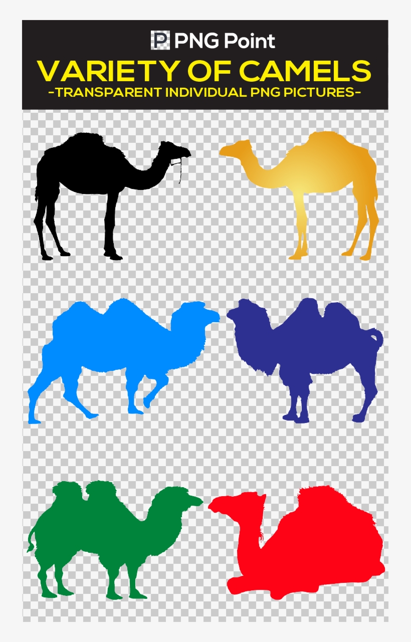 Download Transparent Camels Clipart Colorful - Got Camel? Sticker ...