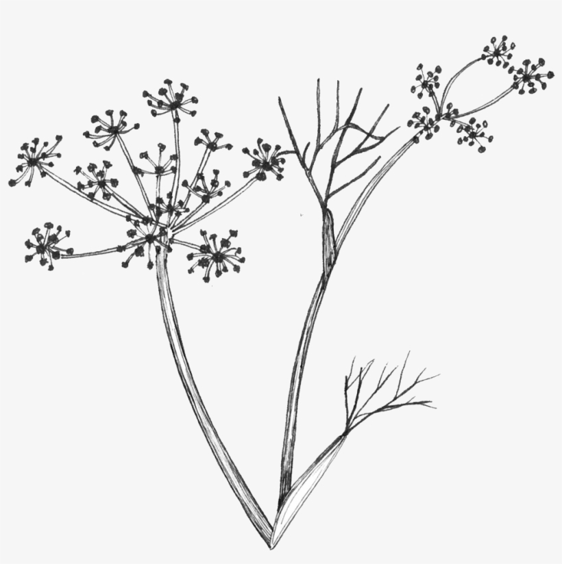 Fennel Flowers Linedrawing - Flower - 1000x970 PNG Download - PNGkit