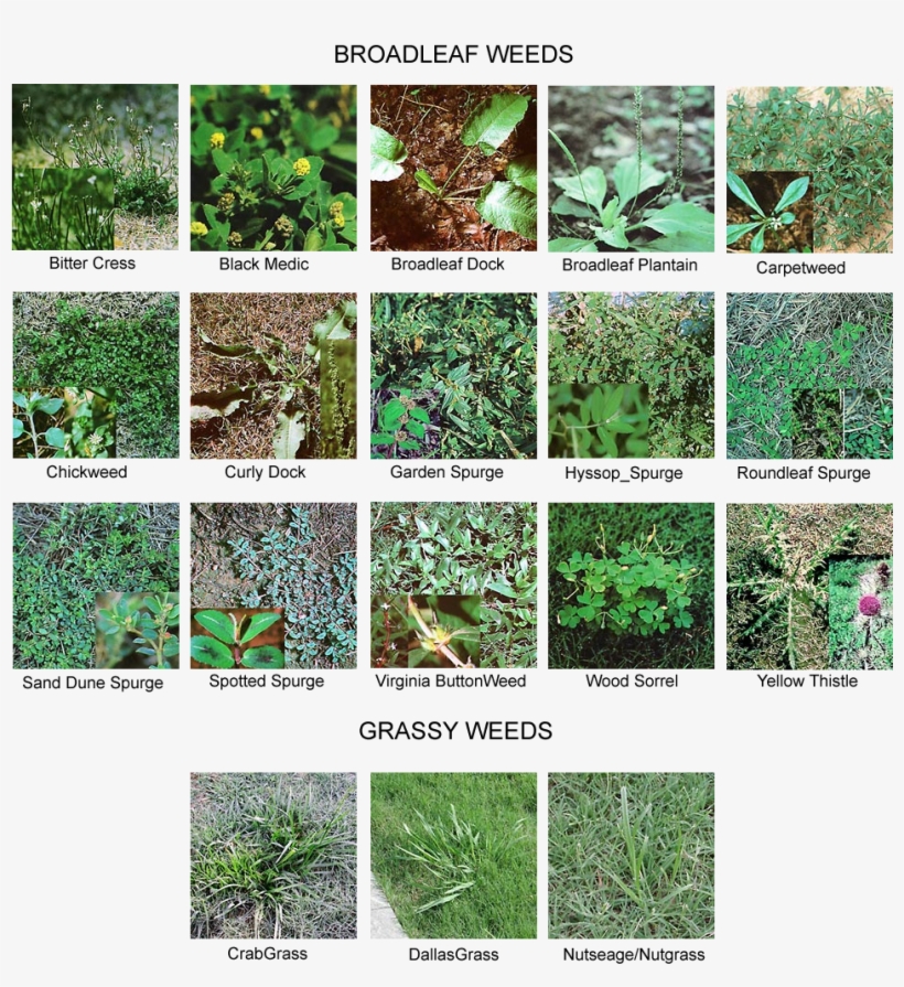 Common Lawn Weeds - Lawn Weed Identification - 980x1100 PNG Download ...