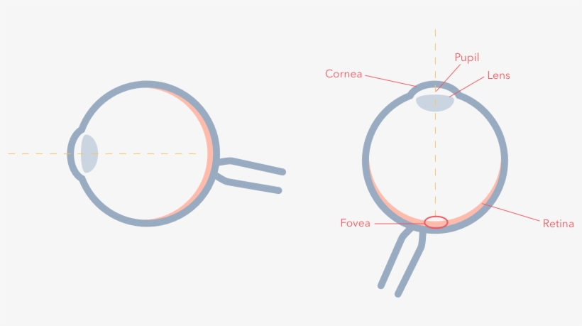 Parts Of Your Eye - Circle - 800x386 PNG Download - PNGkit